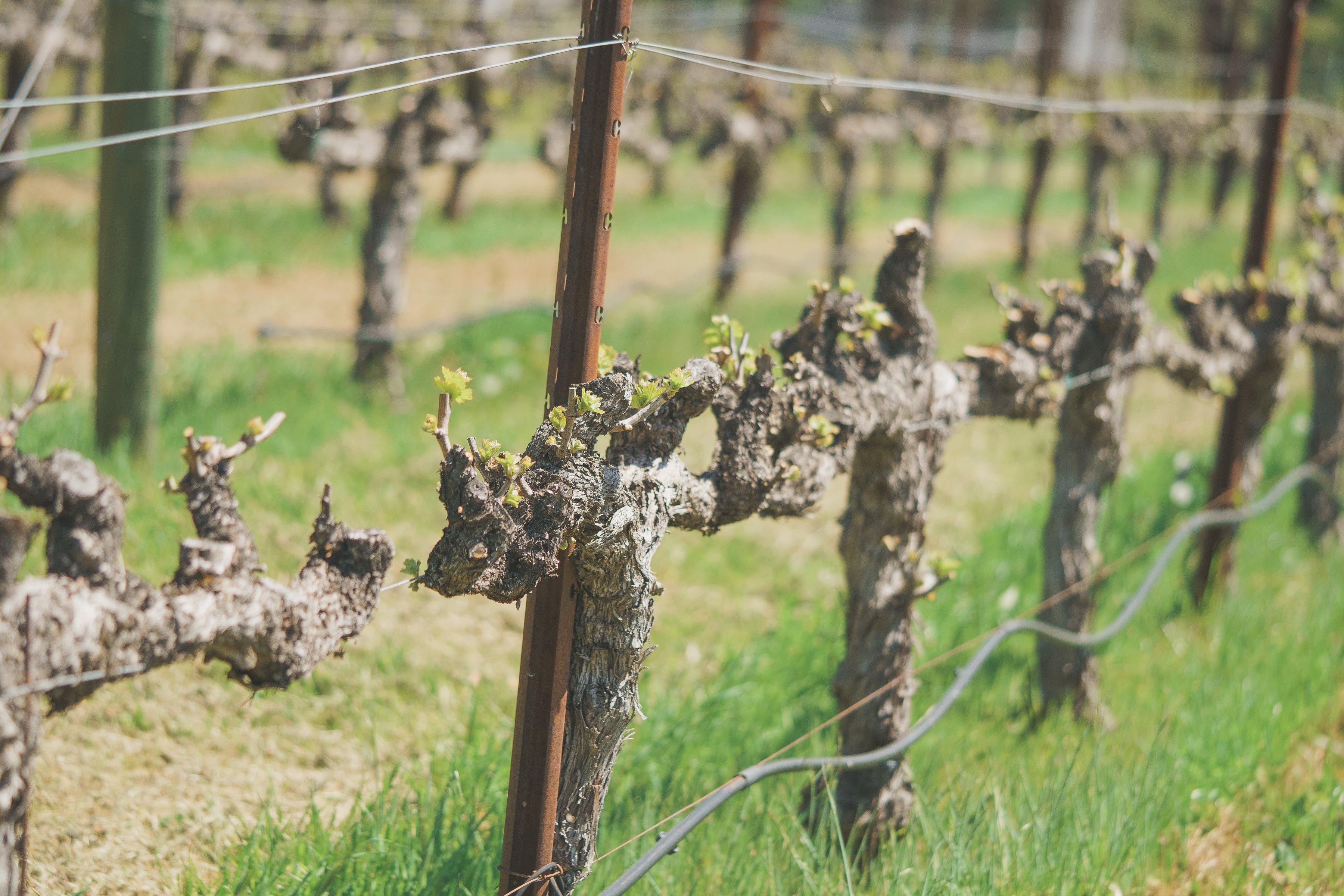 Wine Club – Viña Castellano Winery