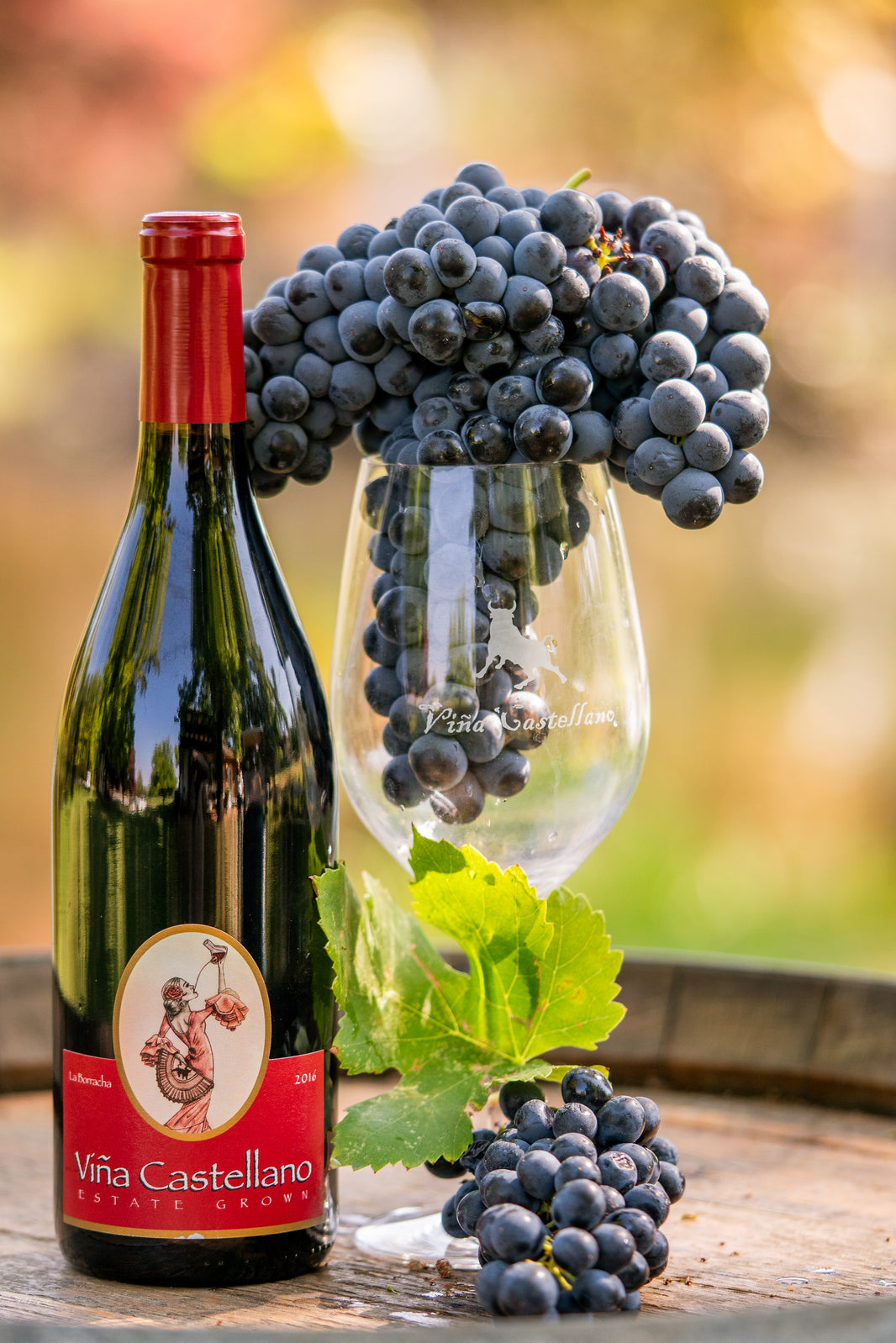 Vina Castellano Winery – Viña Castellano Winery