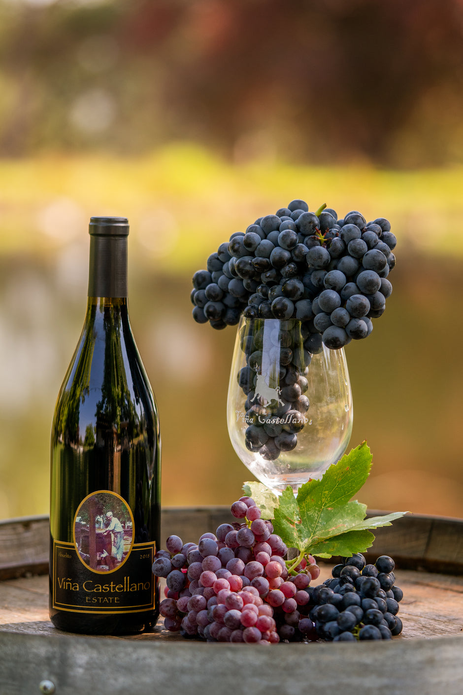 Vina Castellano Winery – Viña Castellano Winery