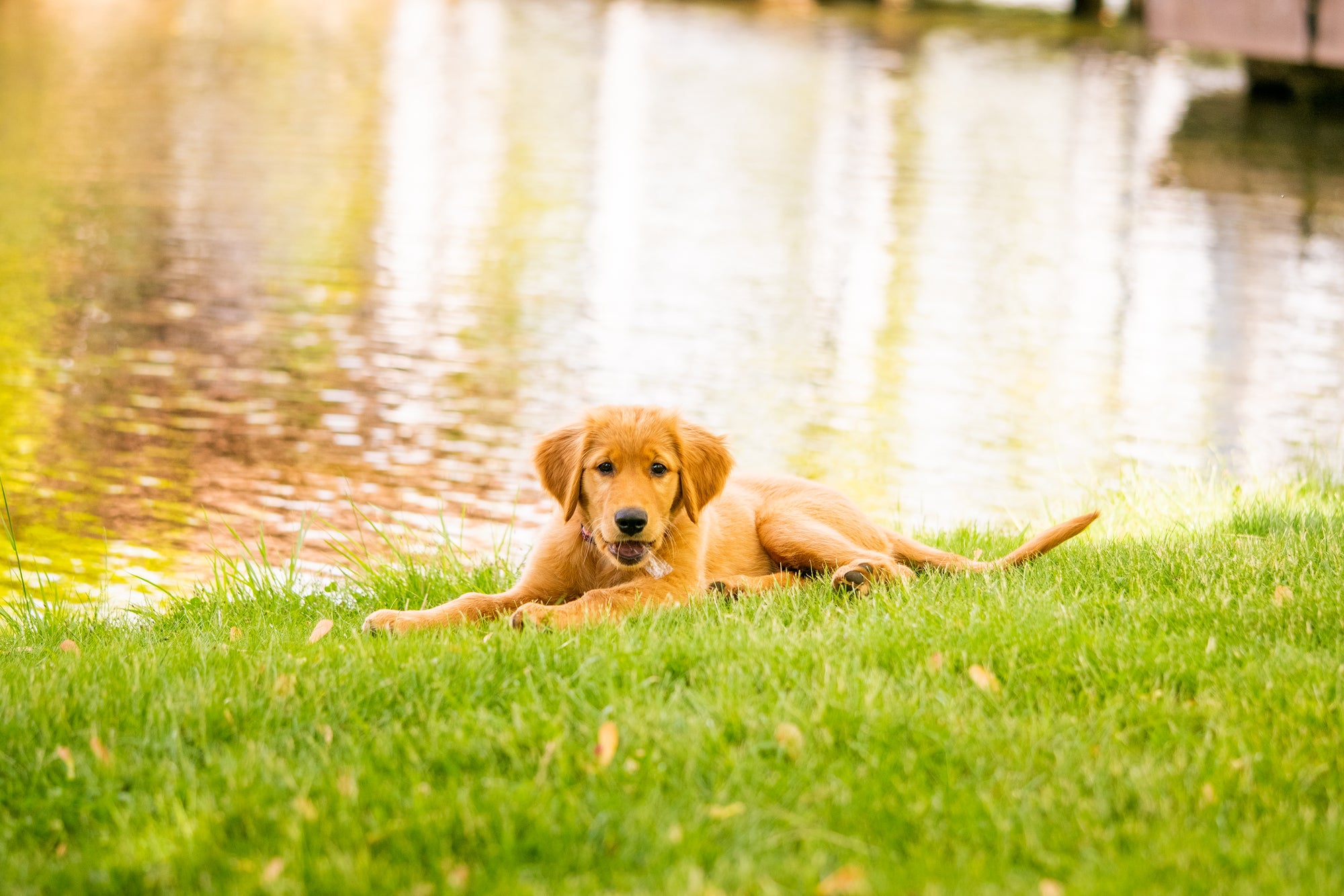 Vina Castellano Winery – Viña Castellano Winery